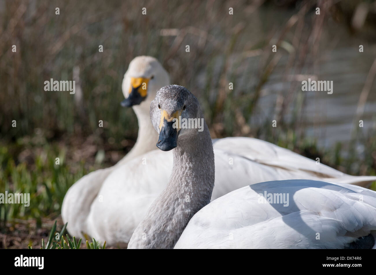 Whistling swan hi-res stock photography and images - Alamy