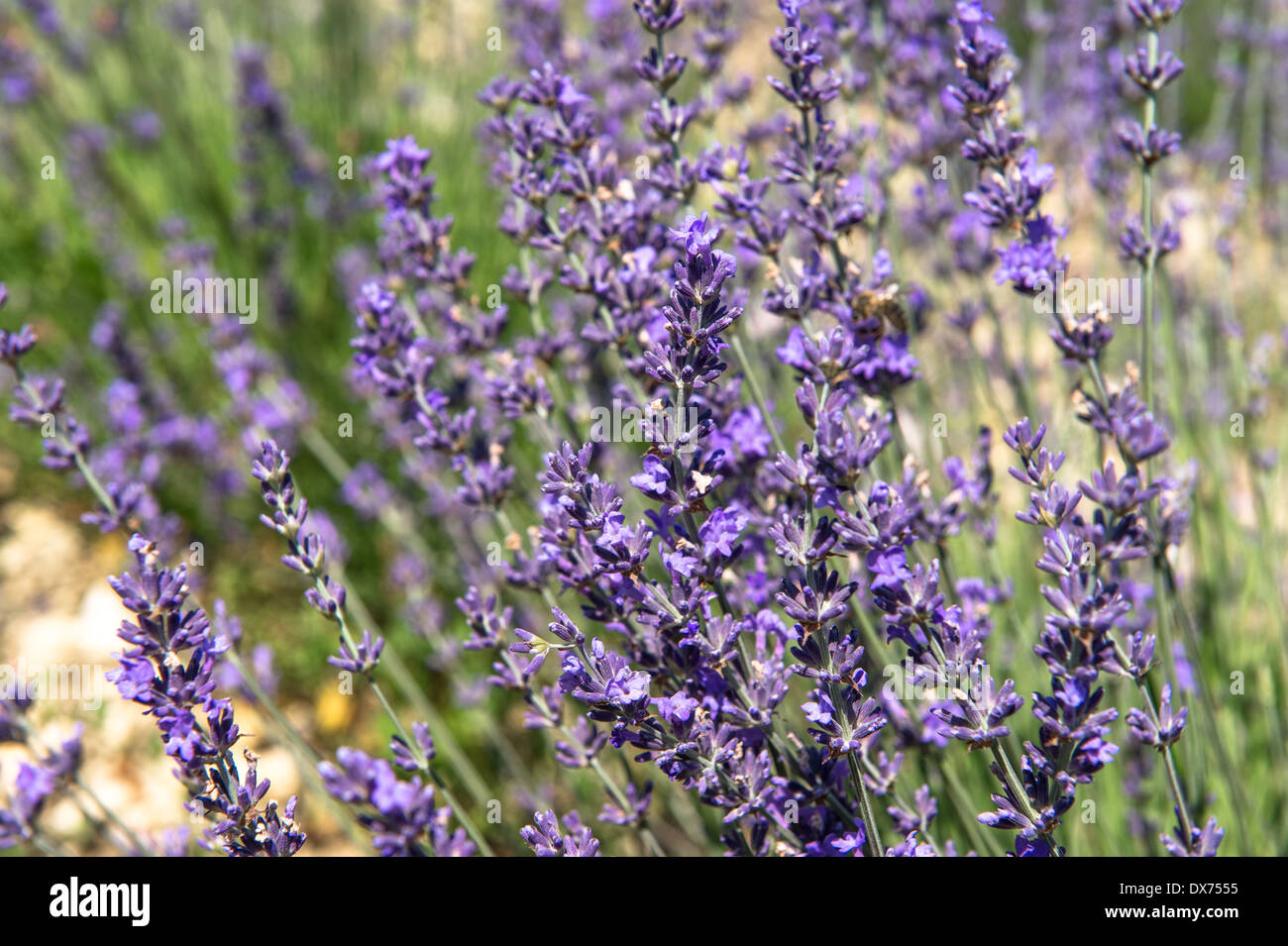 Soft nature background hi-res stock photography and images - Alamy