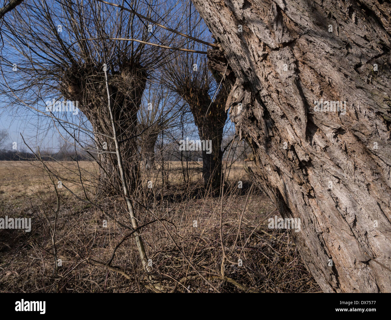 Rotten trees like dancing monsters Stock Photo - Alamy