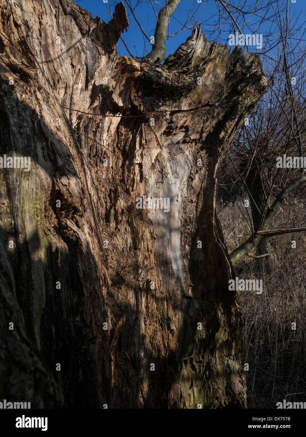 Rotten trees like dancing monsters Stock Photo - Alamy