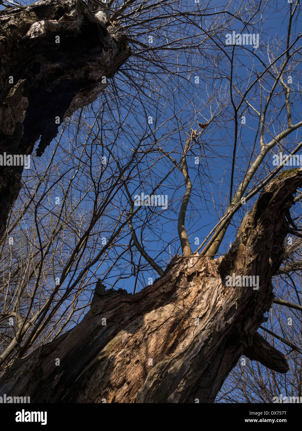 Ghost willow tree hi-res stock photography and images - Alamy