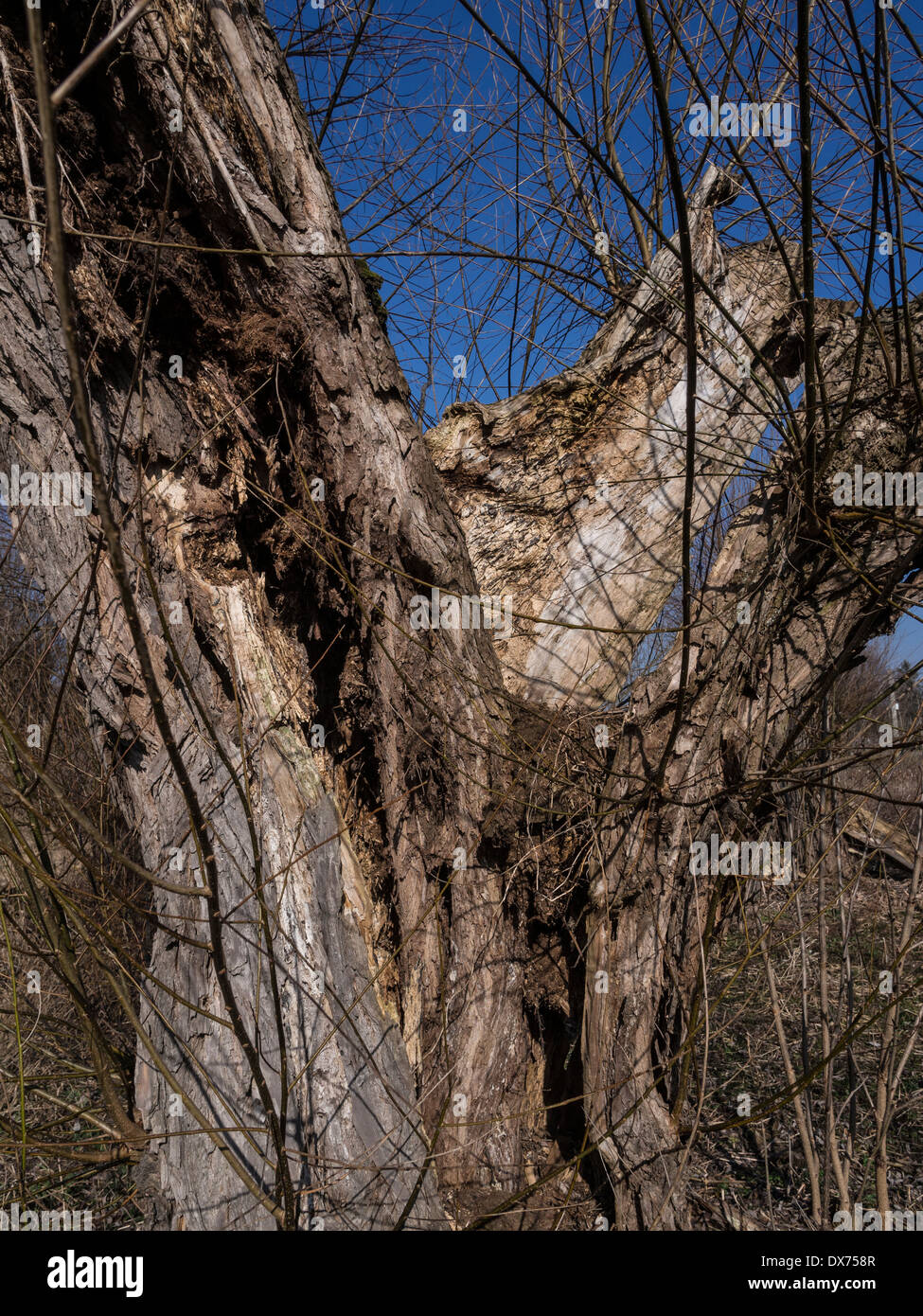 Ghost like willow trees hi-res stock photography and images - Alamy
