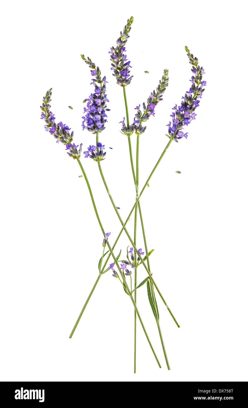 lavender flowers isolated on white background Stock Photo - Alamy
