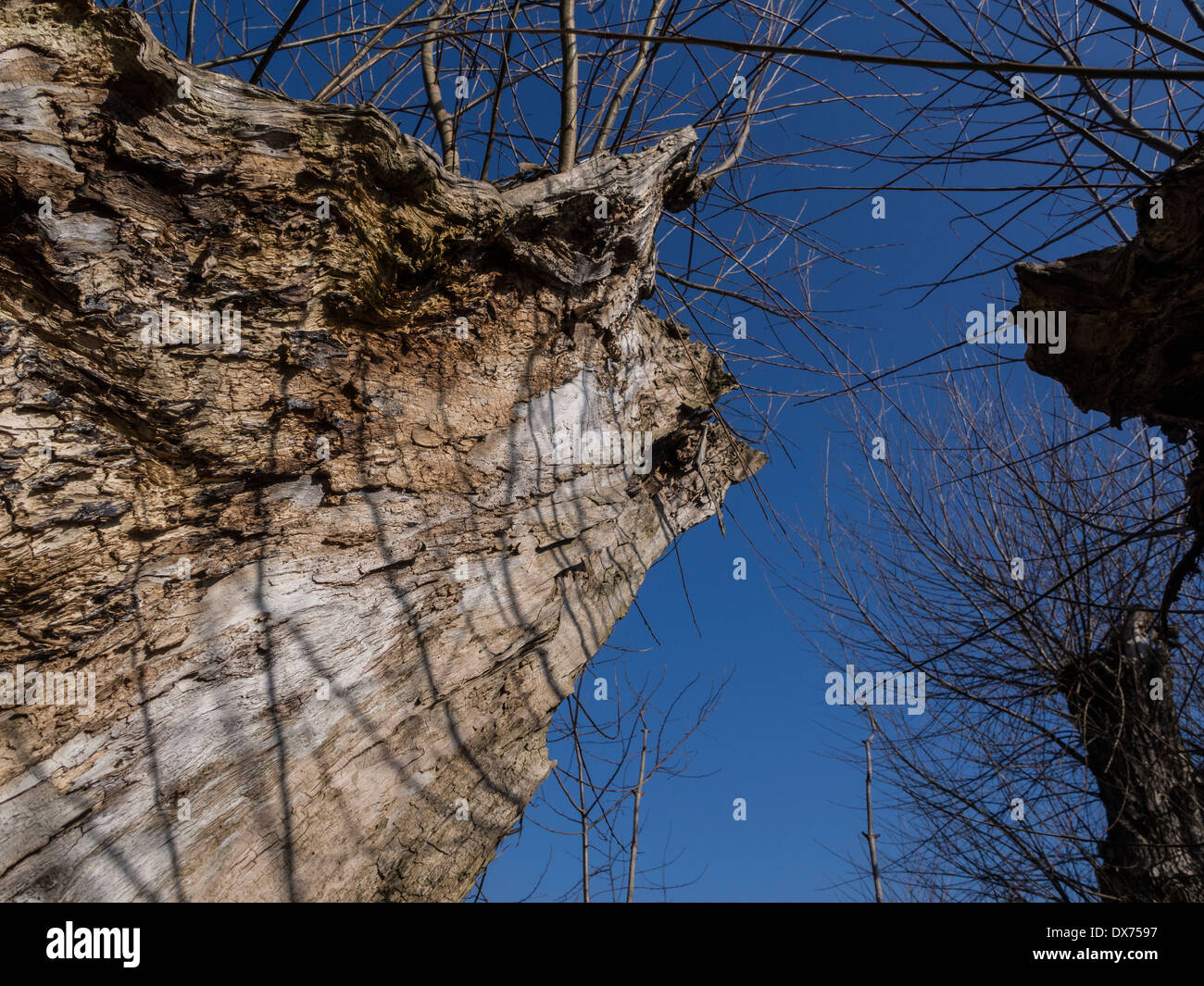 Rotten trees like dancing monsters Stock Photo - Alamy