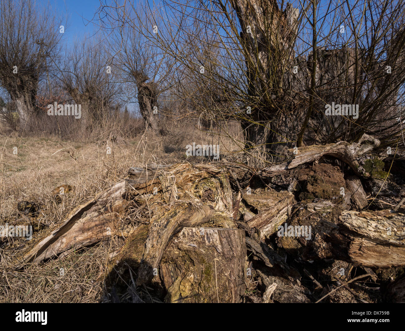 Rotten trees like dancing monsters Stock Photo - Alamy