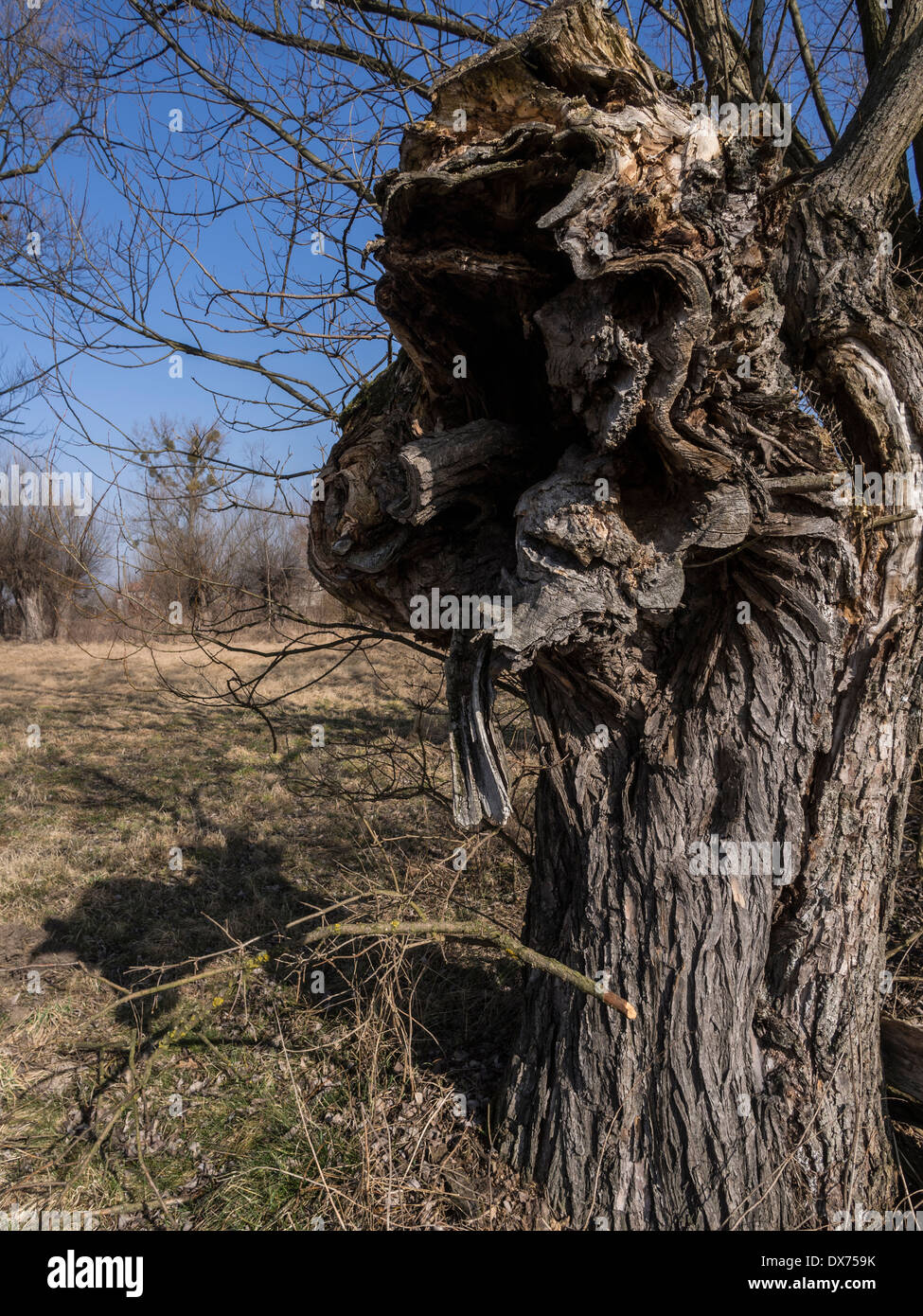 Rotten trees like dancing monsters Stock Photo - Alamy