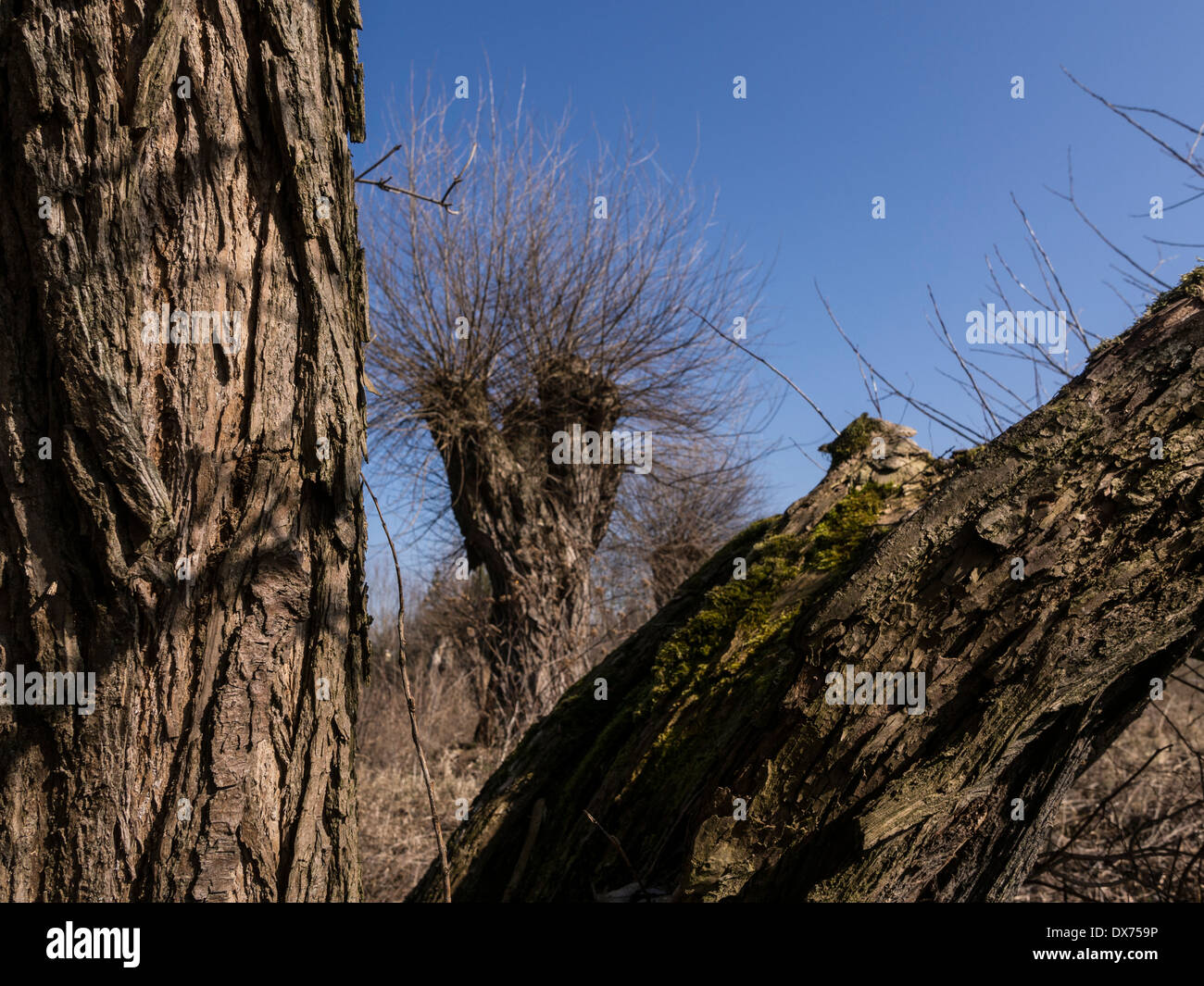 Rotten trees like dancing monsters Stock Photo - Alamy
