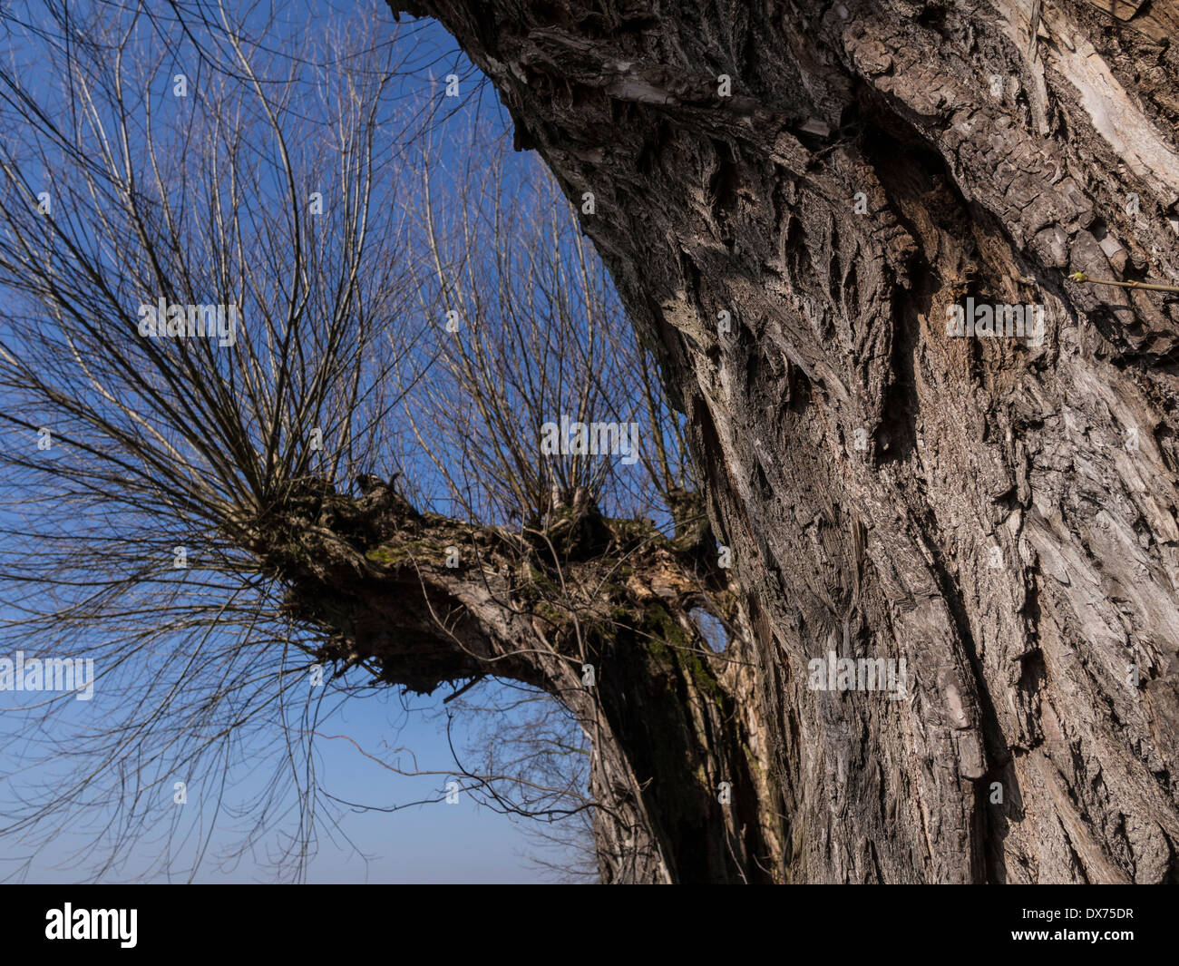Rotten trees like dancing monsters Stock Photo - Alamy