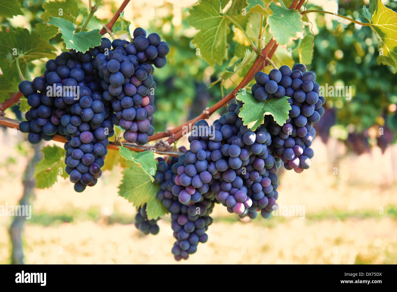 purple red grapes with green leaves on the vine. vine grape fruit ...