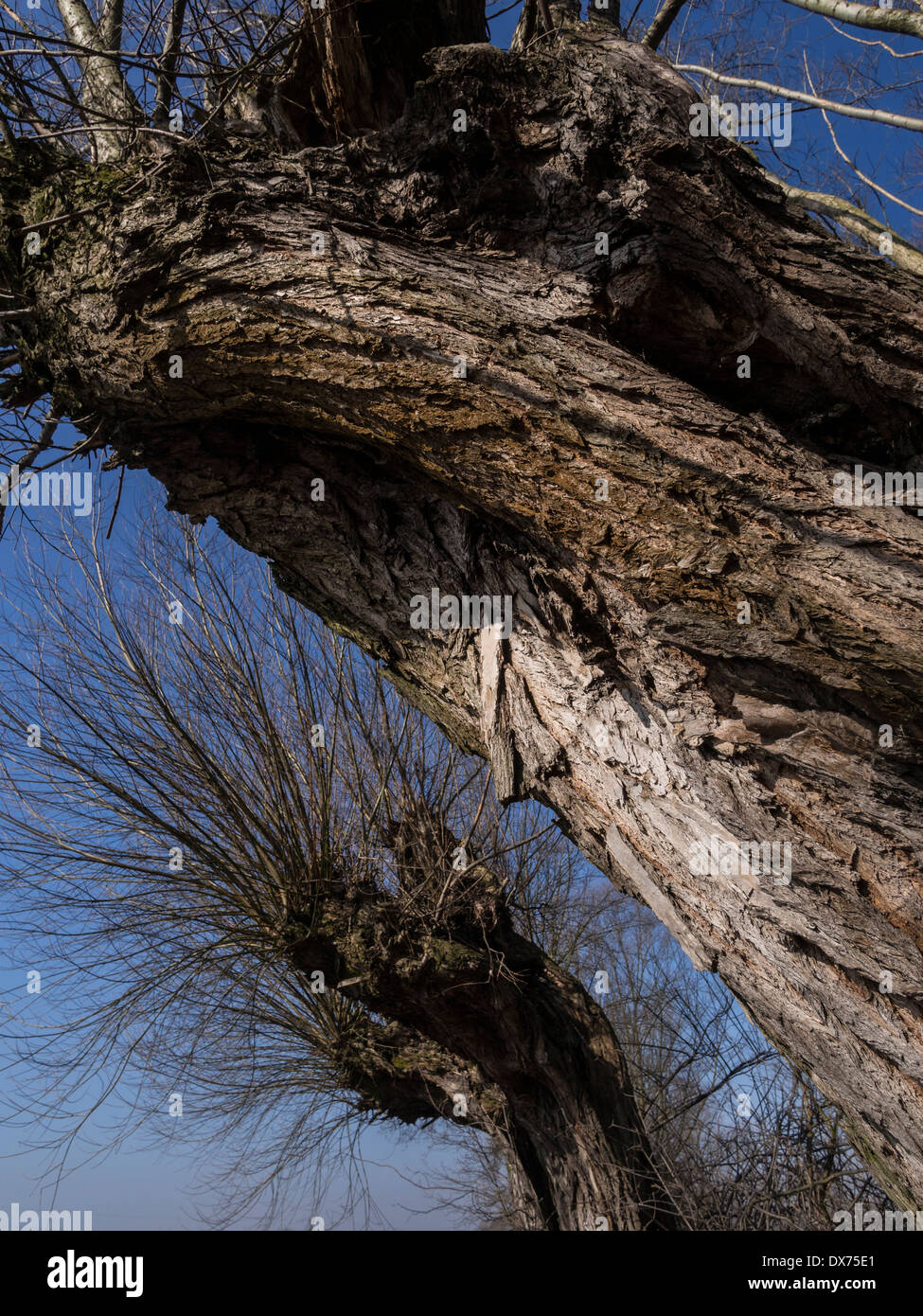 Rotten trees like dancing monsters Stock Photo - Alamy