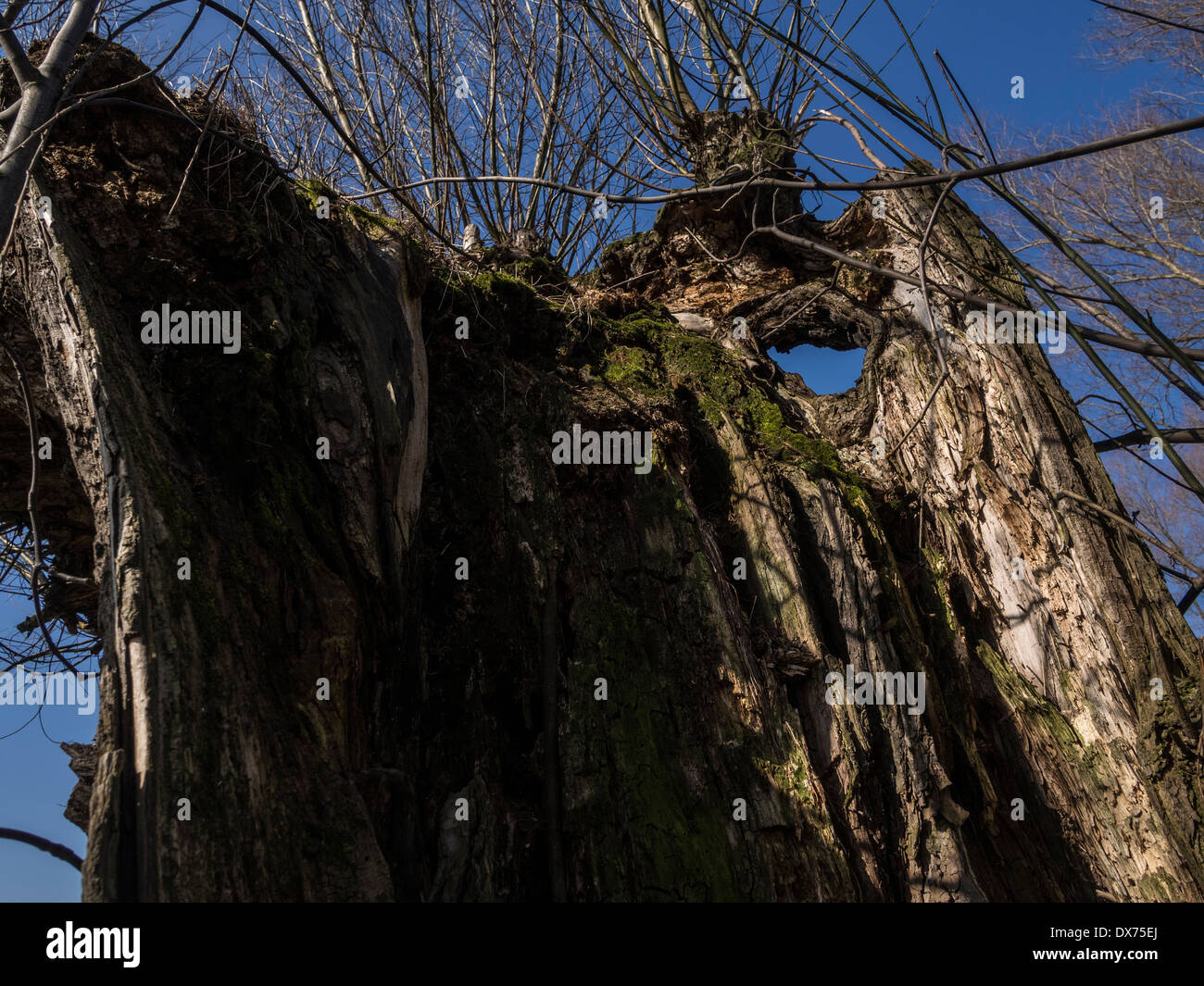 Ghost like willow trees hi-res stock photography and images - Alamy