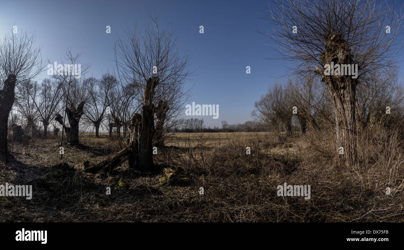 Rotten trees like dancing monsters Stock Photo - Alamy