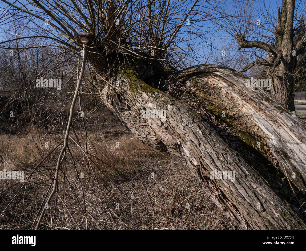 Rotten trees like dancing monsters Stock Photo - Alamy