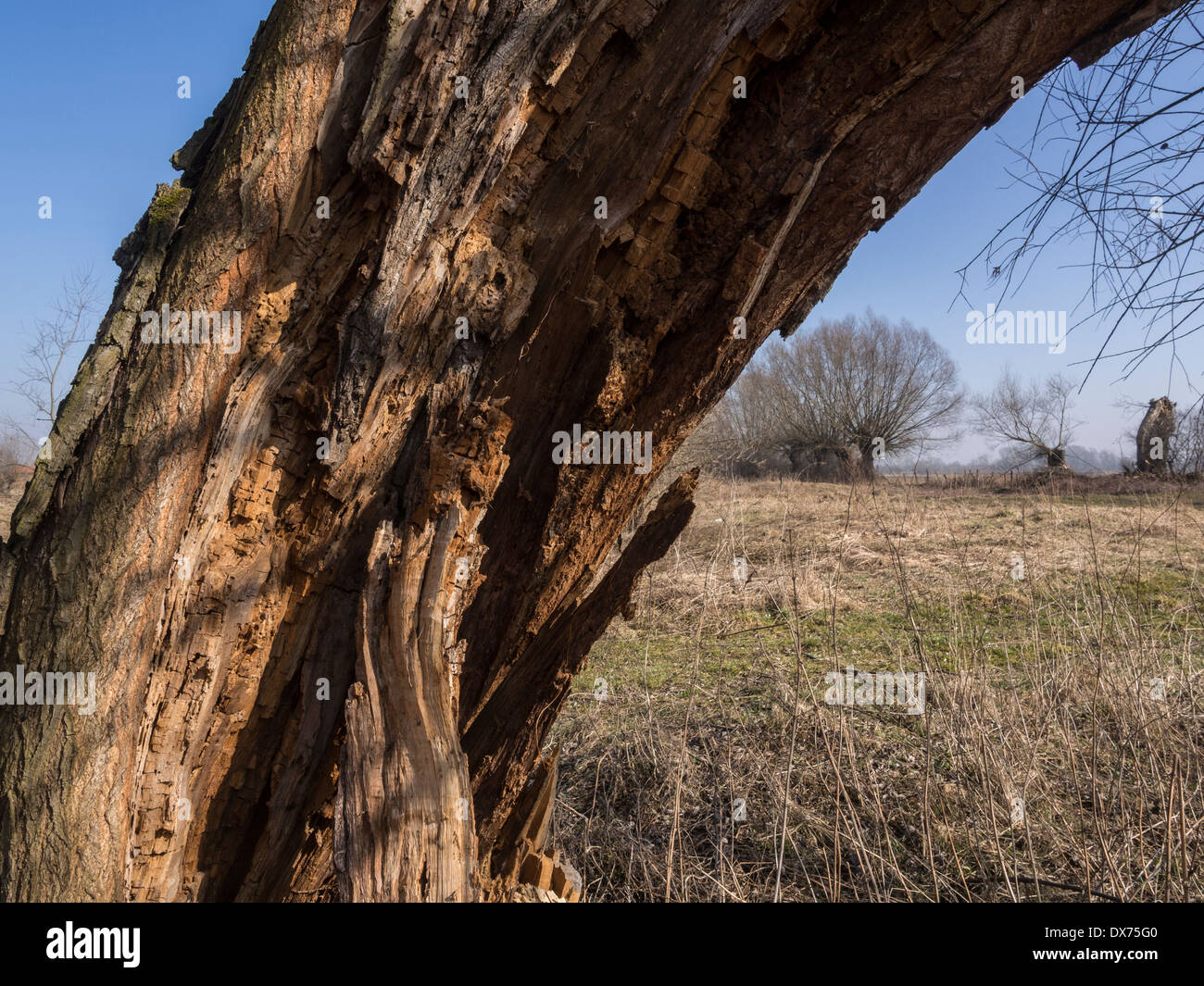 Rotten trees like dancing monsters Stock Photo - Alamy