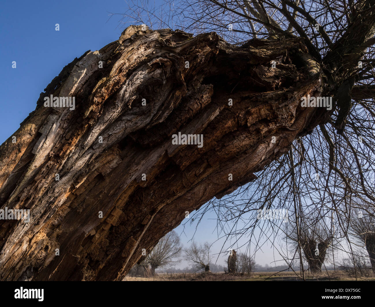 Rotten trees like dancing monsters Stock Photo - Alamy