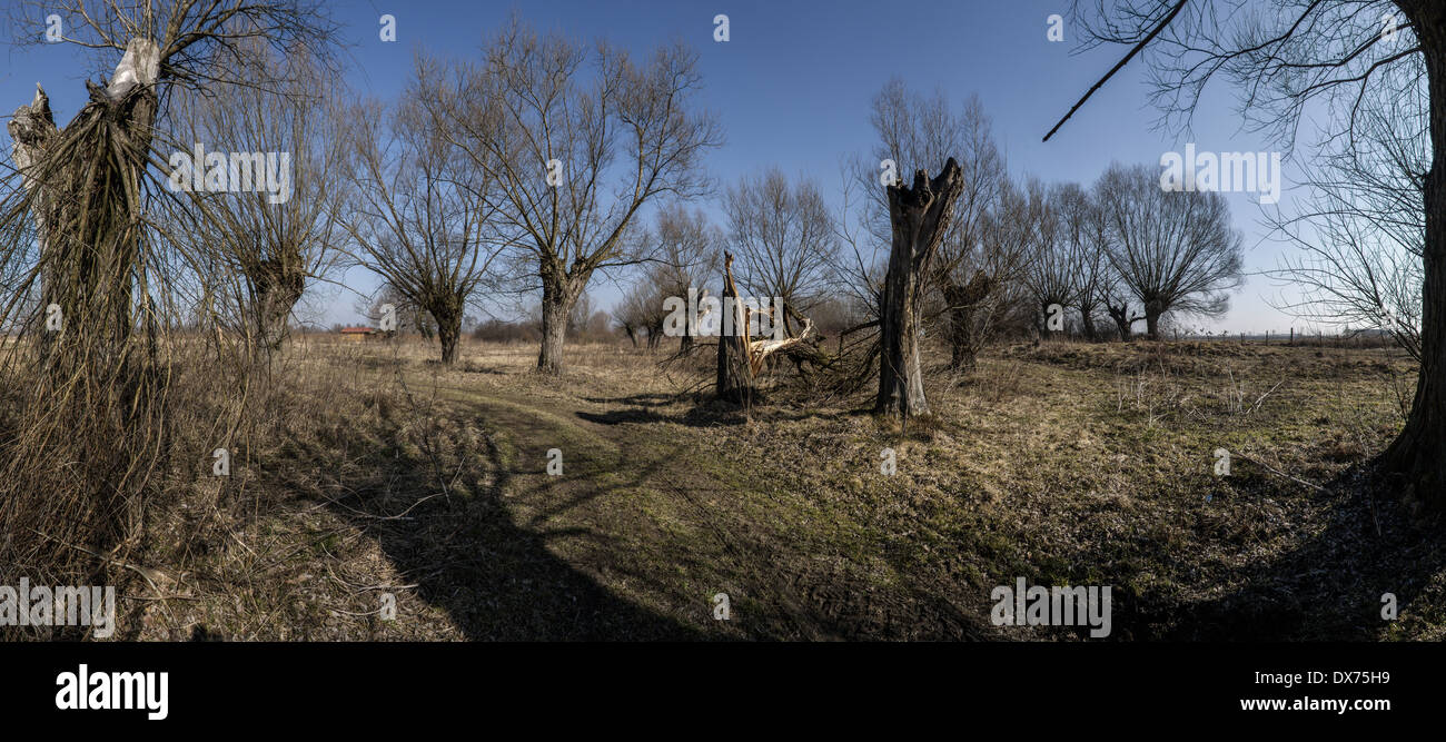 Rotten trees like dancing monsters Stock Photo - Alamy