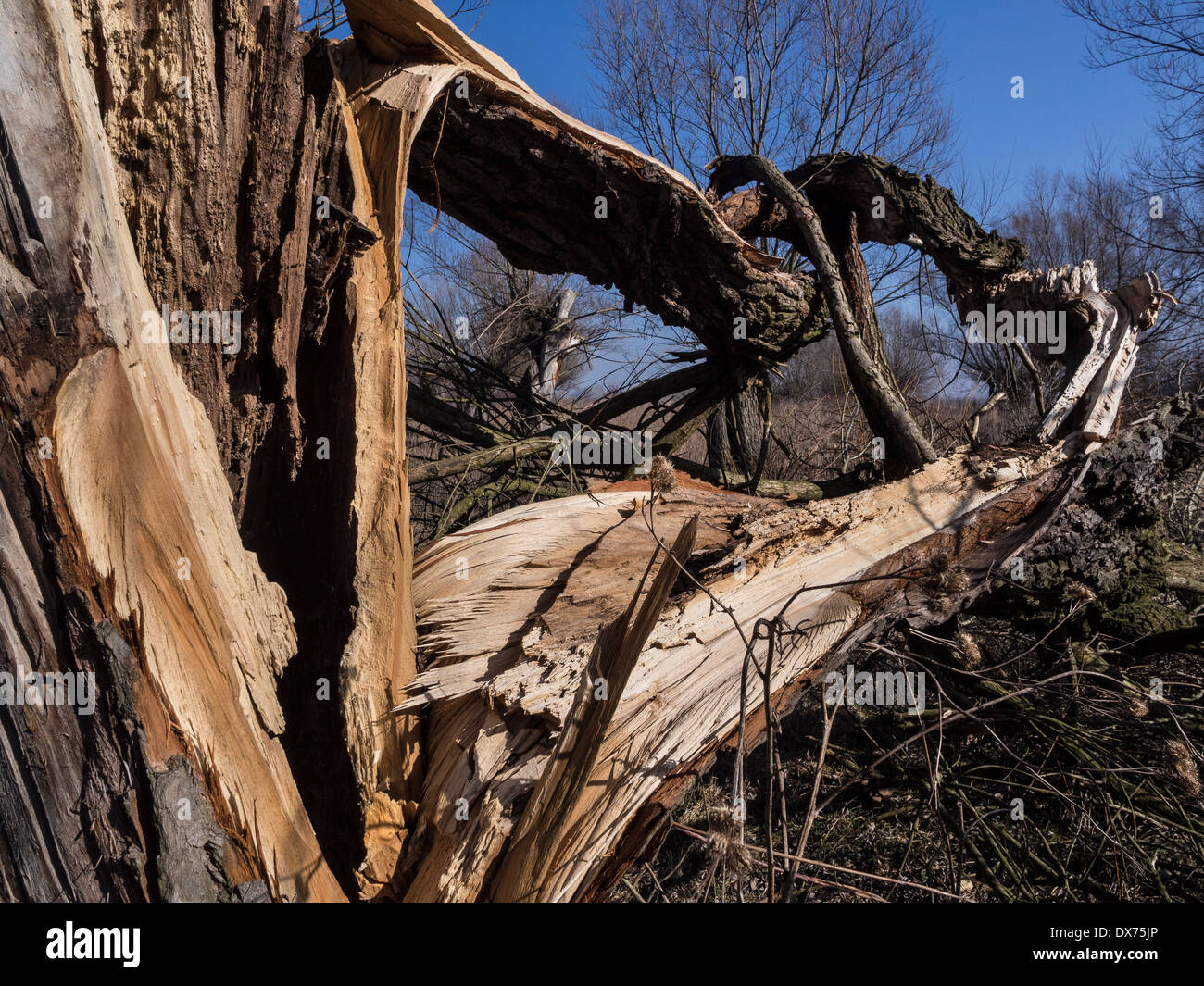 Rotten trees like dancing monsters Stock Photo - Alamy