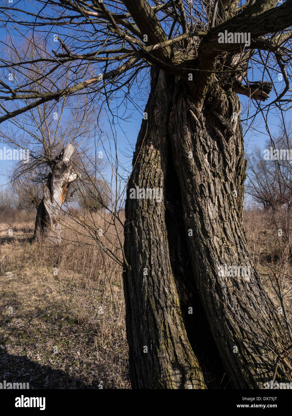 Rotten trees like dancing monsters Stock Photo - Alamy