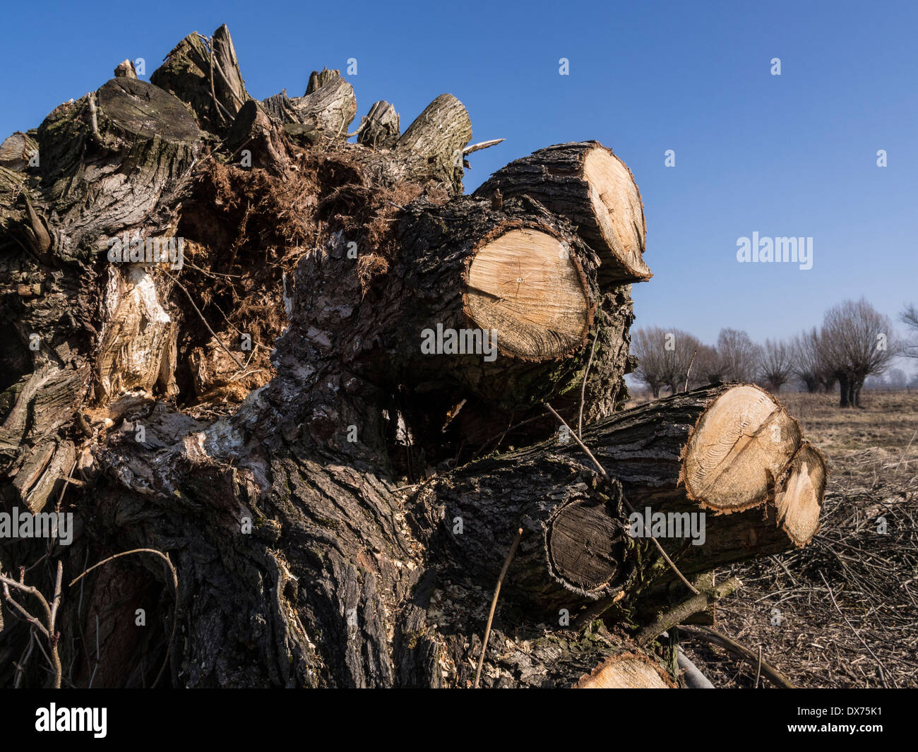 Rotten trees like dancing monsters Stock Photo - Alamy