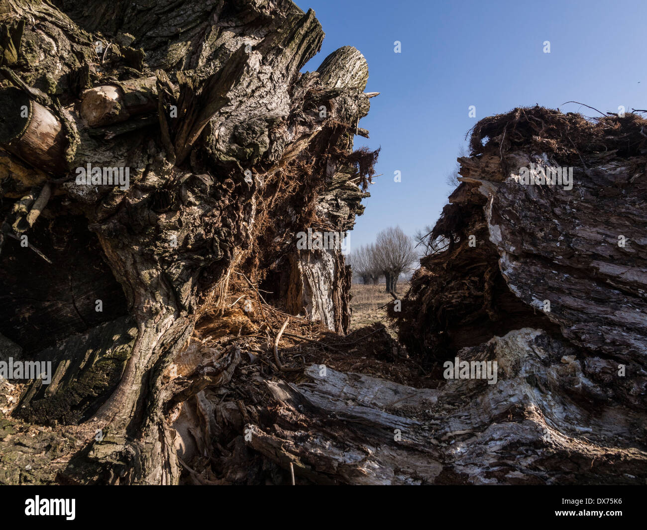 Rotten trees like dancing monsters Stock Photo - Alamy