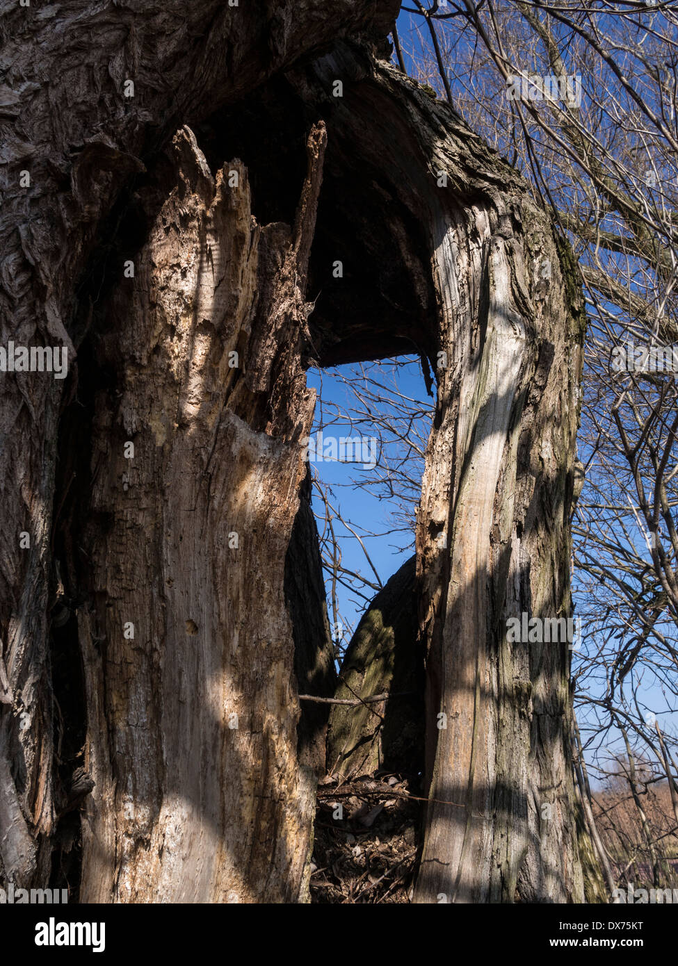 Rotten trees like dancing monsters Stock Photo - Alamy