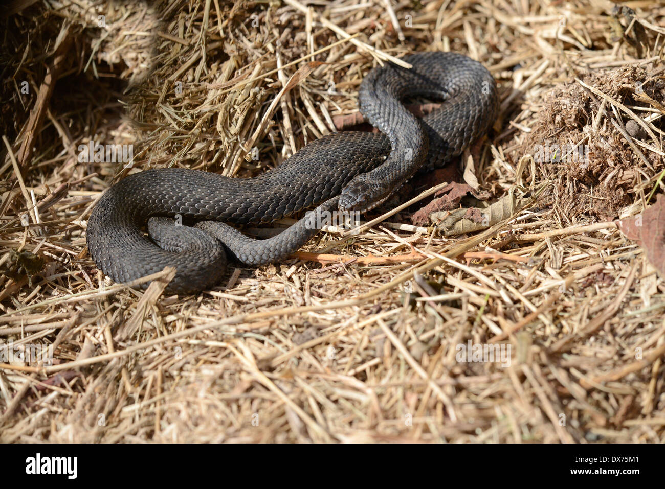 Adder (Vipera berus), sometimes also called common or northern viper ...