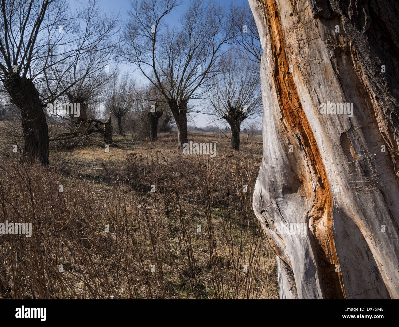 Rotten trees like dancing monsters Stock Photo - Alamy