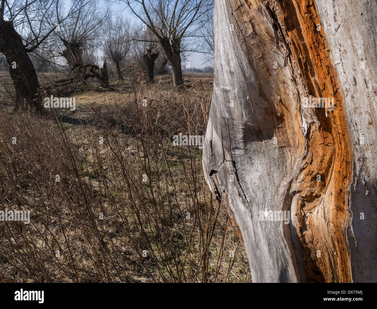 Rotten trees like dancing monsters Stock Photo - Alamy