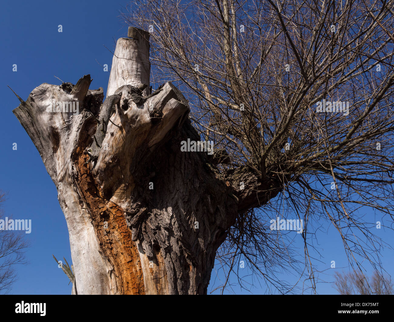 Rotten trees like dancing monsters Stock Photo - Alamy