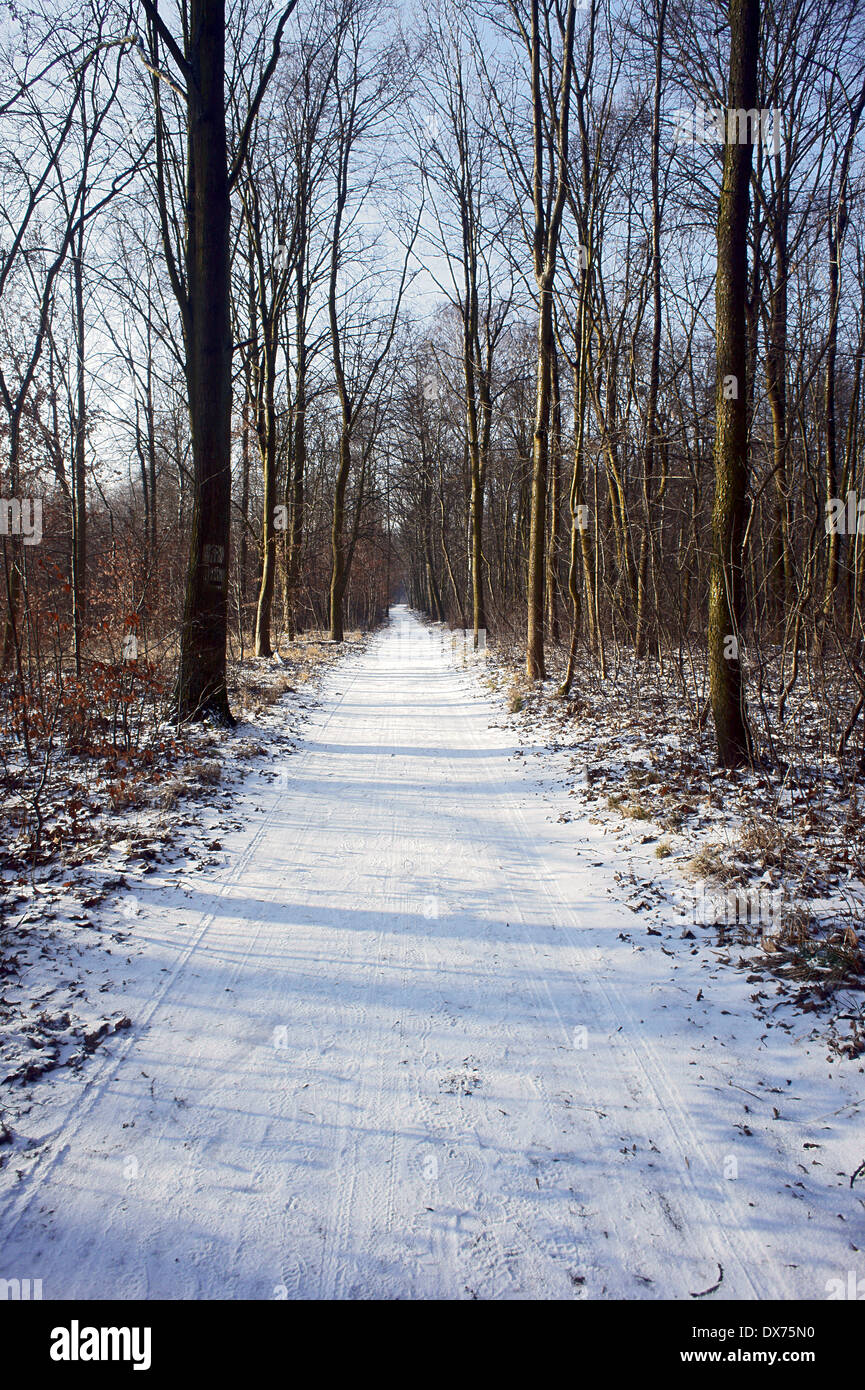 Poland winter forest hi-res stock photography and images - Alamy