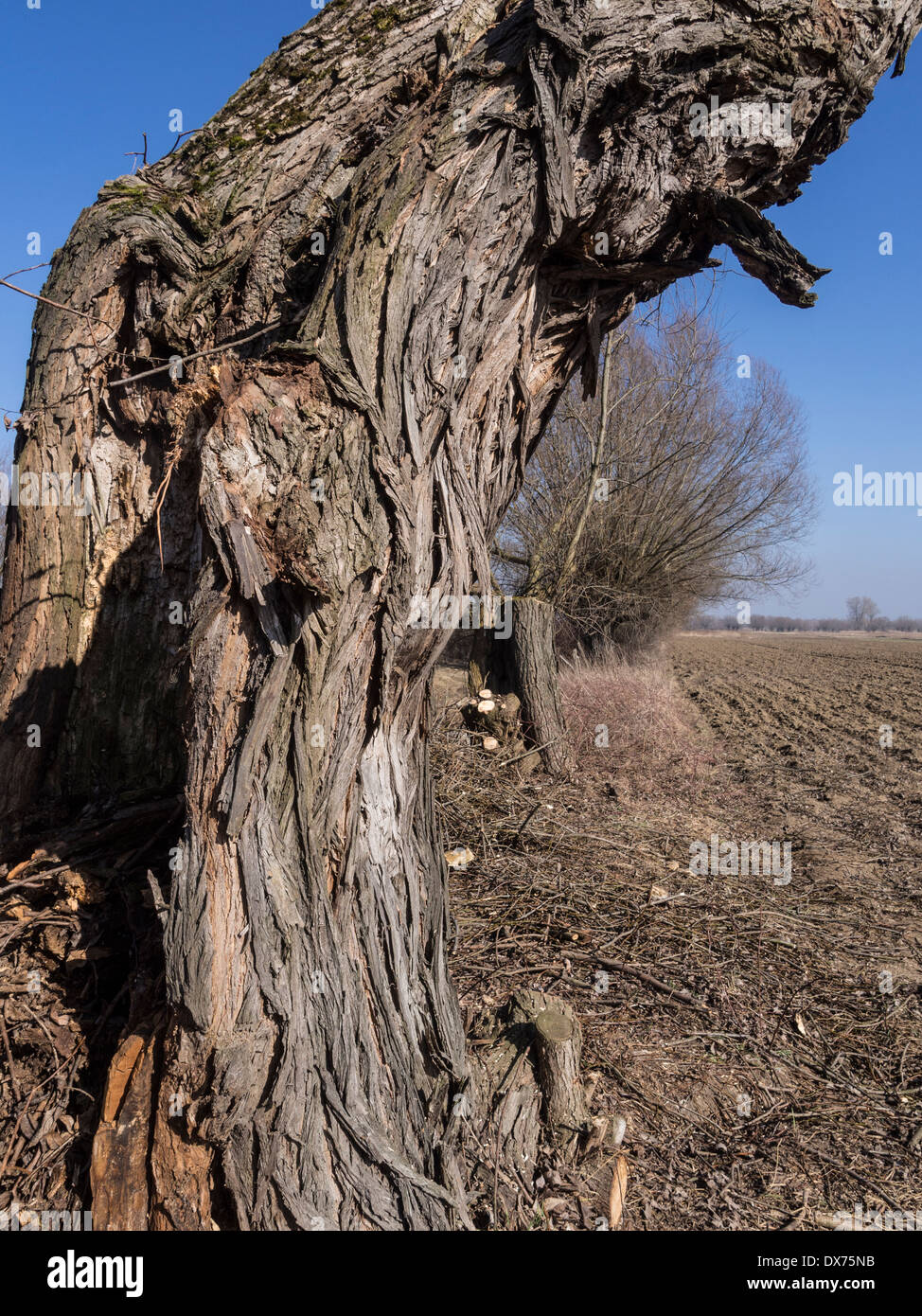 Rotten trees like dancing monsters Stock Photo - Alamy