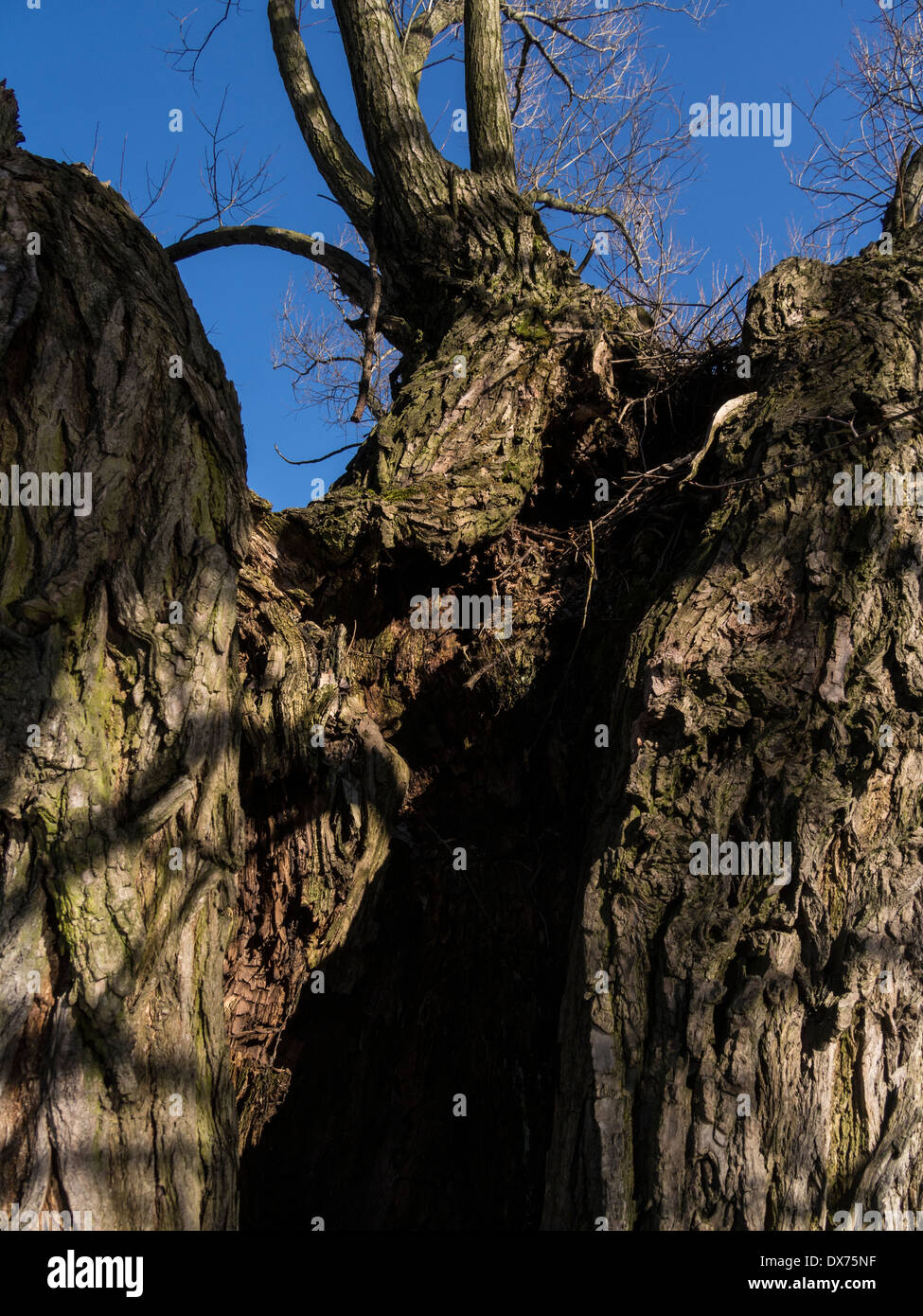 Rotten trees like dancing monsters Stock Photo - Alamy