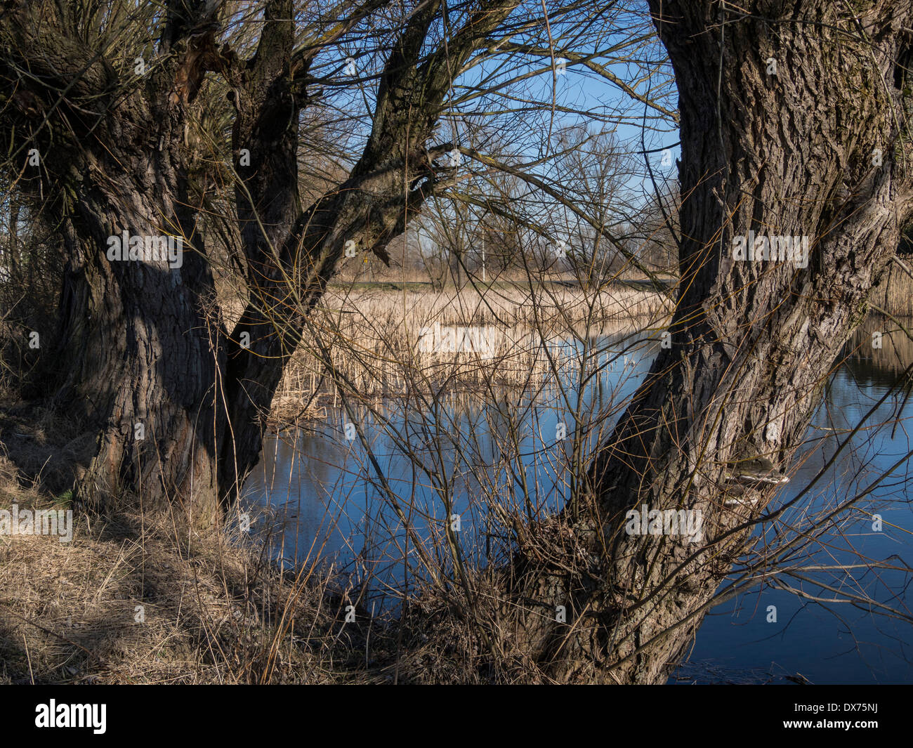 Rotten trees like dancing monsters Stock Photo - Alamy