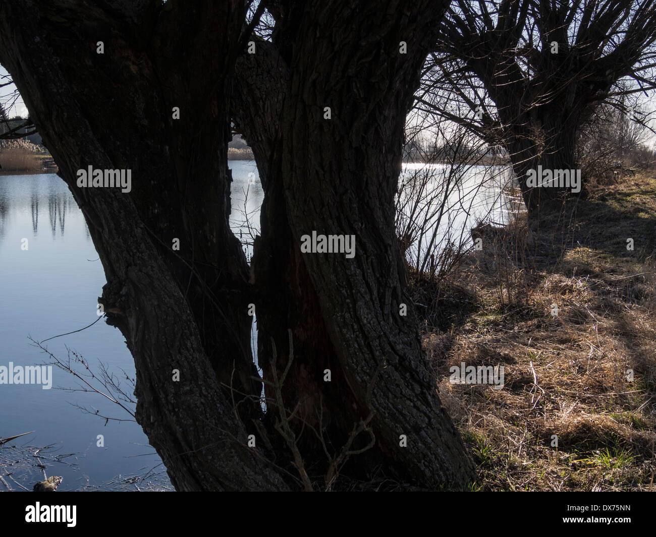 Rotten trees like dancing monsters Stock Photo - Alamy