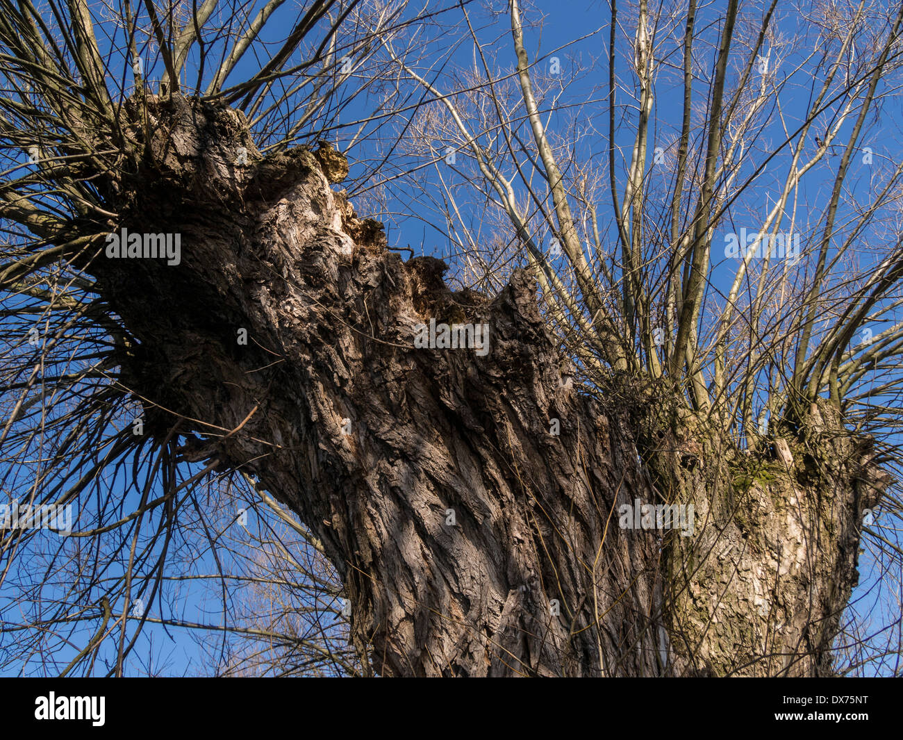Ghost willow tree hi-res stock photography and images - Alamy