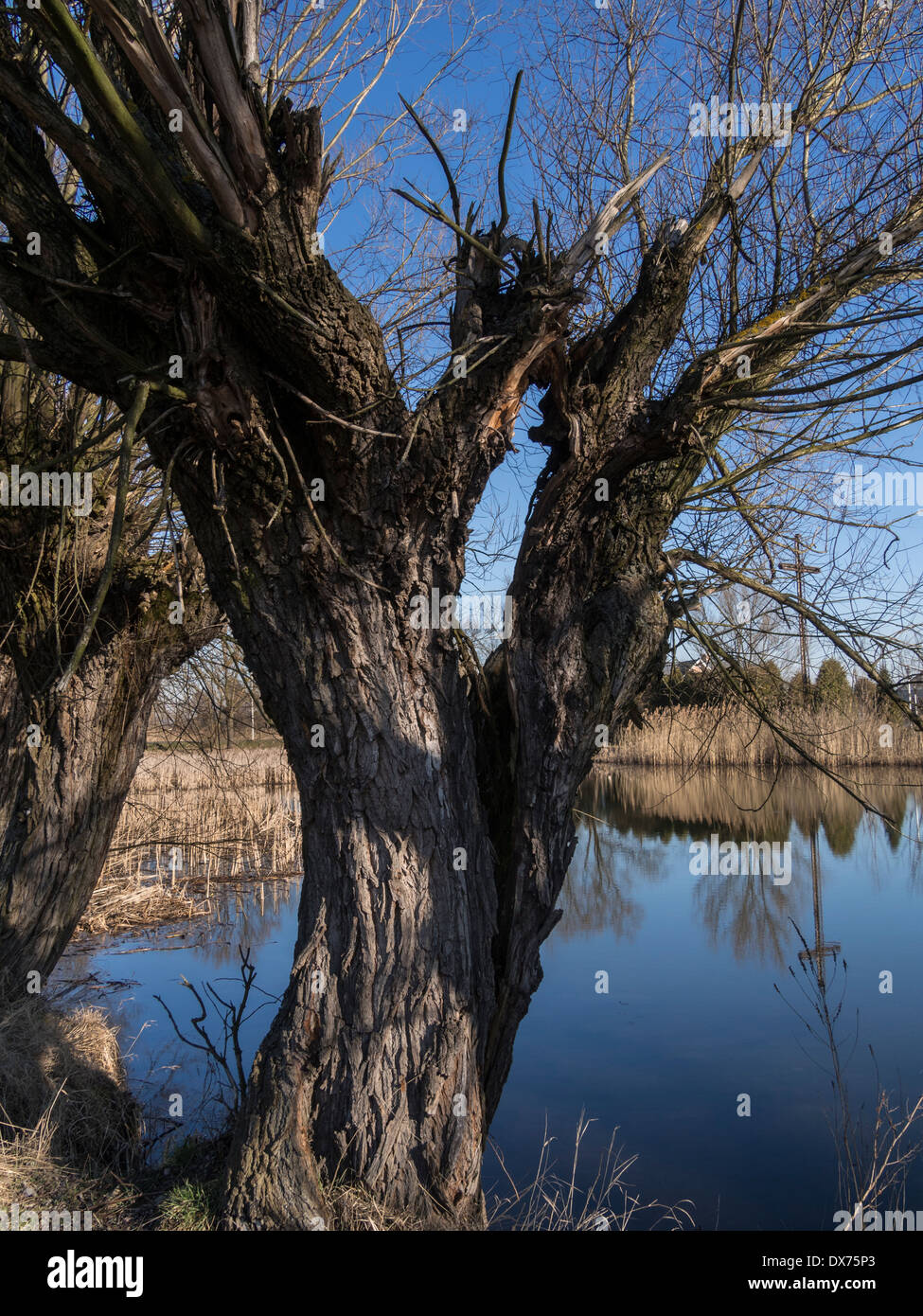 Rotten trees like dancing monsters Stock Photo - Alamy