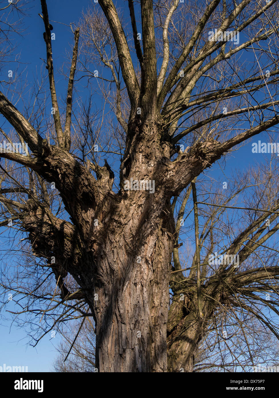 Ghost willow tree hi-res stock photography and images - Alamy