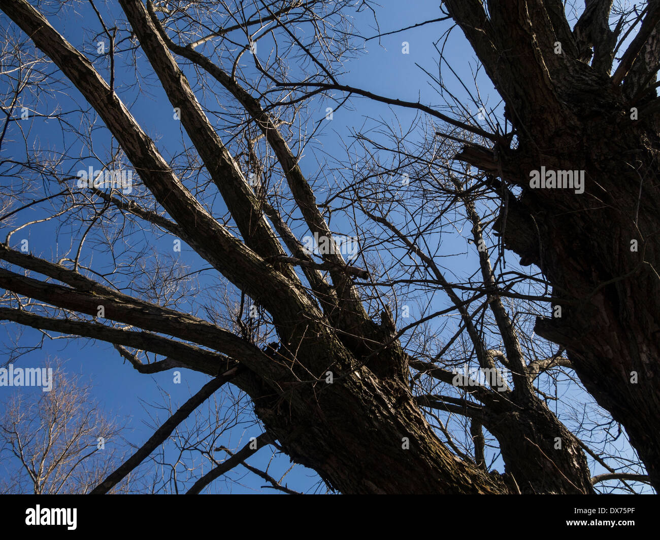 Ghost willow tree hi-res stock photography and images - Alamy