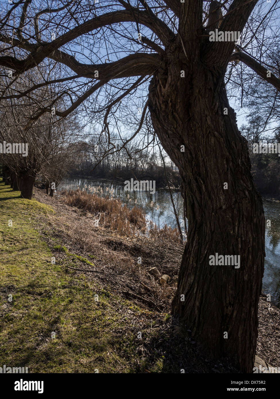 Rotten trees like dancing monsters Stock Photo - Alamy
