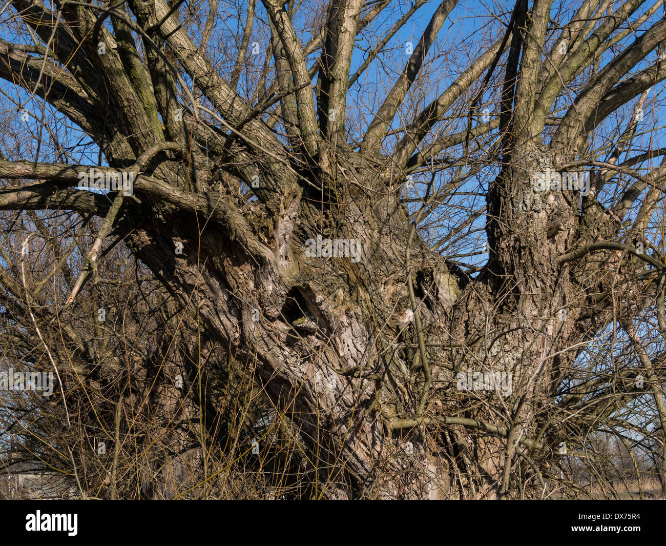 Rotten trees like dancing monsters Stock Photo - Alamy
