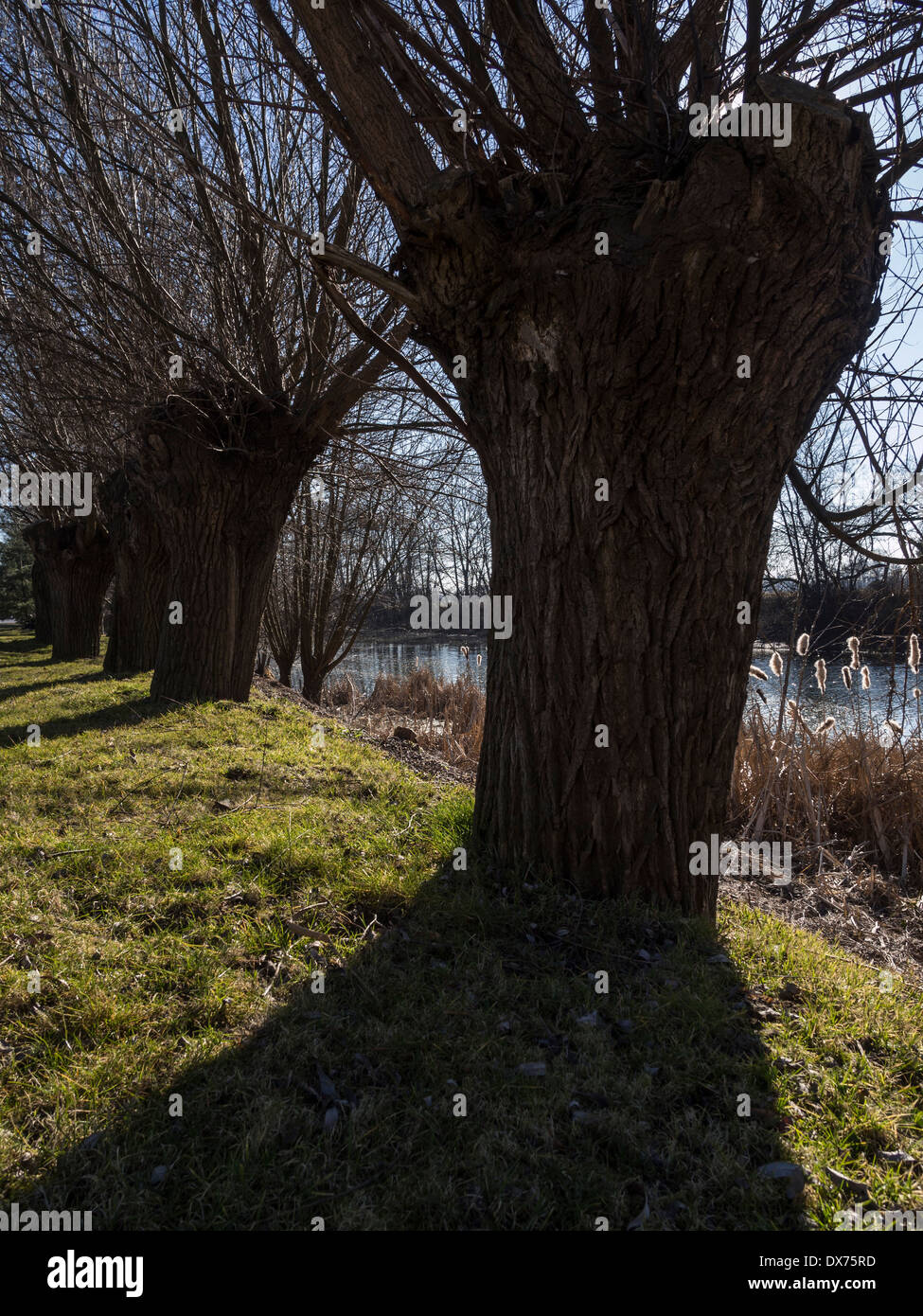 Rotten trees like dancing monsters Stock Photo - Alamy