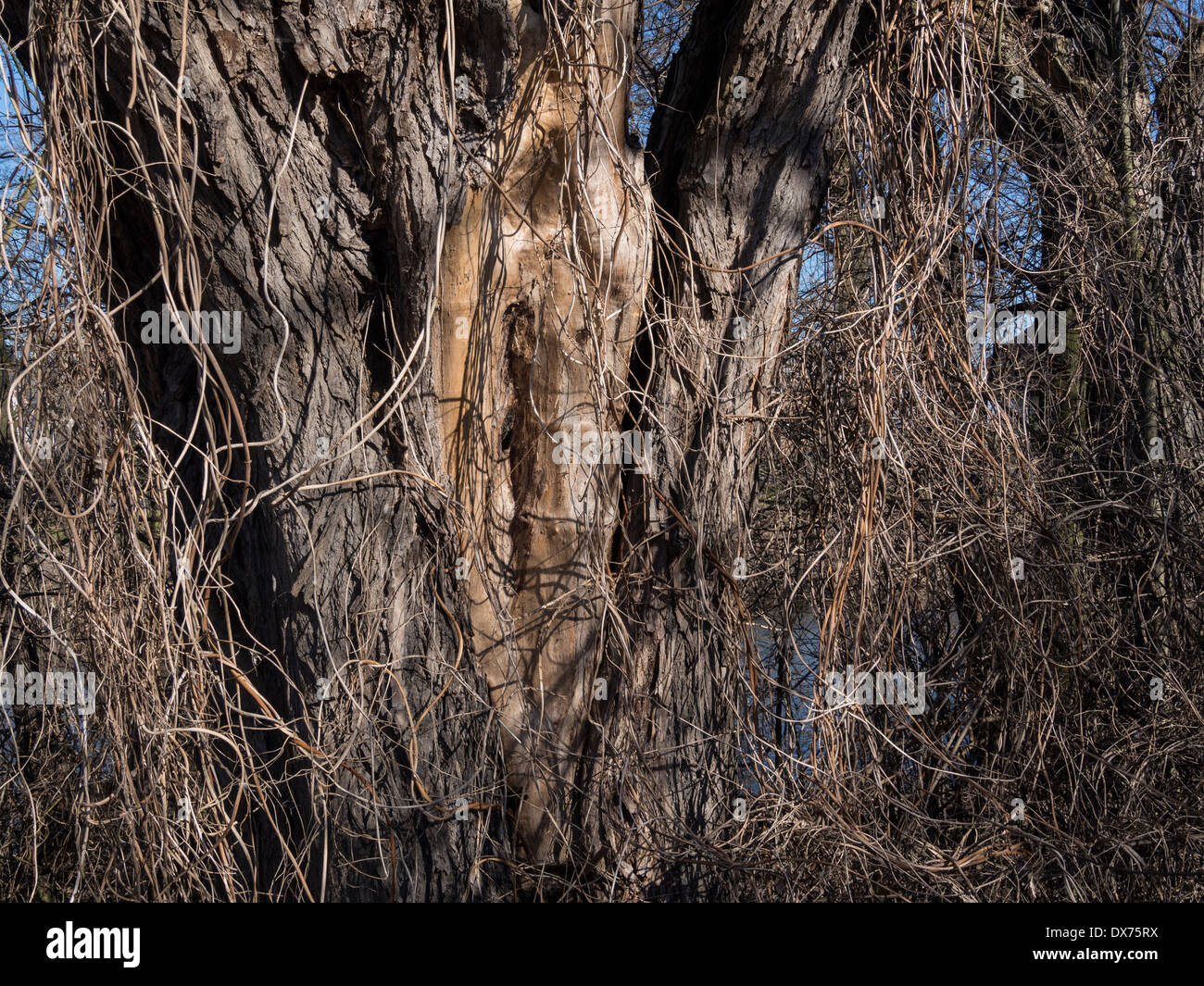 Rotten trees like dancing monsters Stock Photo - Alamy
