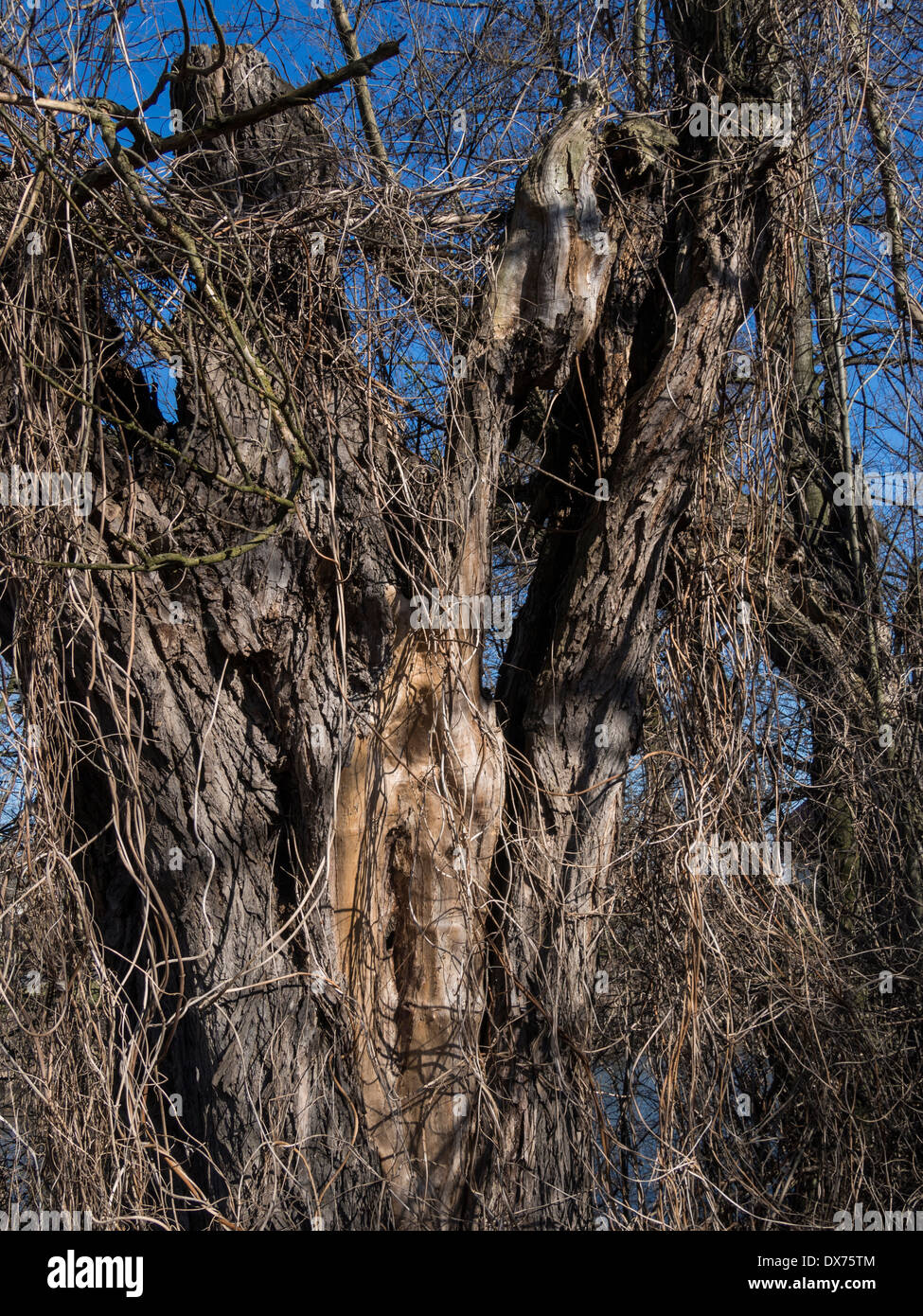 Rotten trees like dancing monsters Stock Photo - Alamy