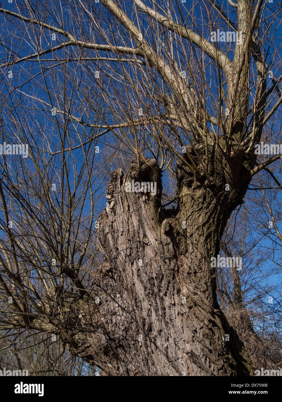 Rotten trees like dancing monsters Stock Photo - Alamy