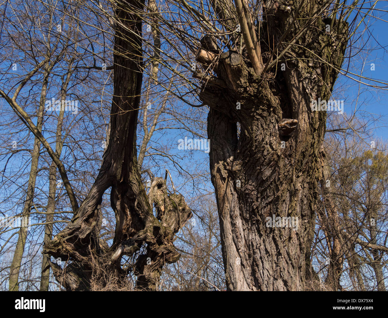 Rotten trees like dancing monsters Stock Photo - Alamy