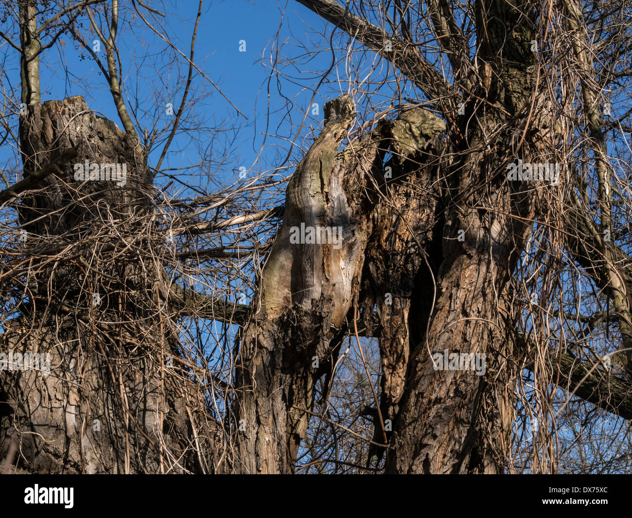 Rotten trees like dancing monsters Stock Photo - Alamy