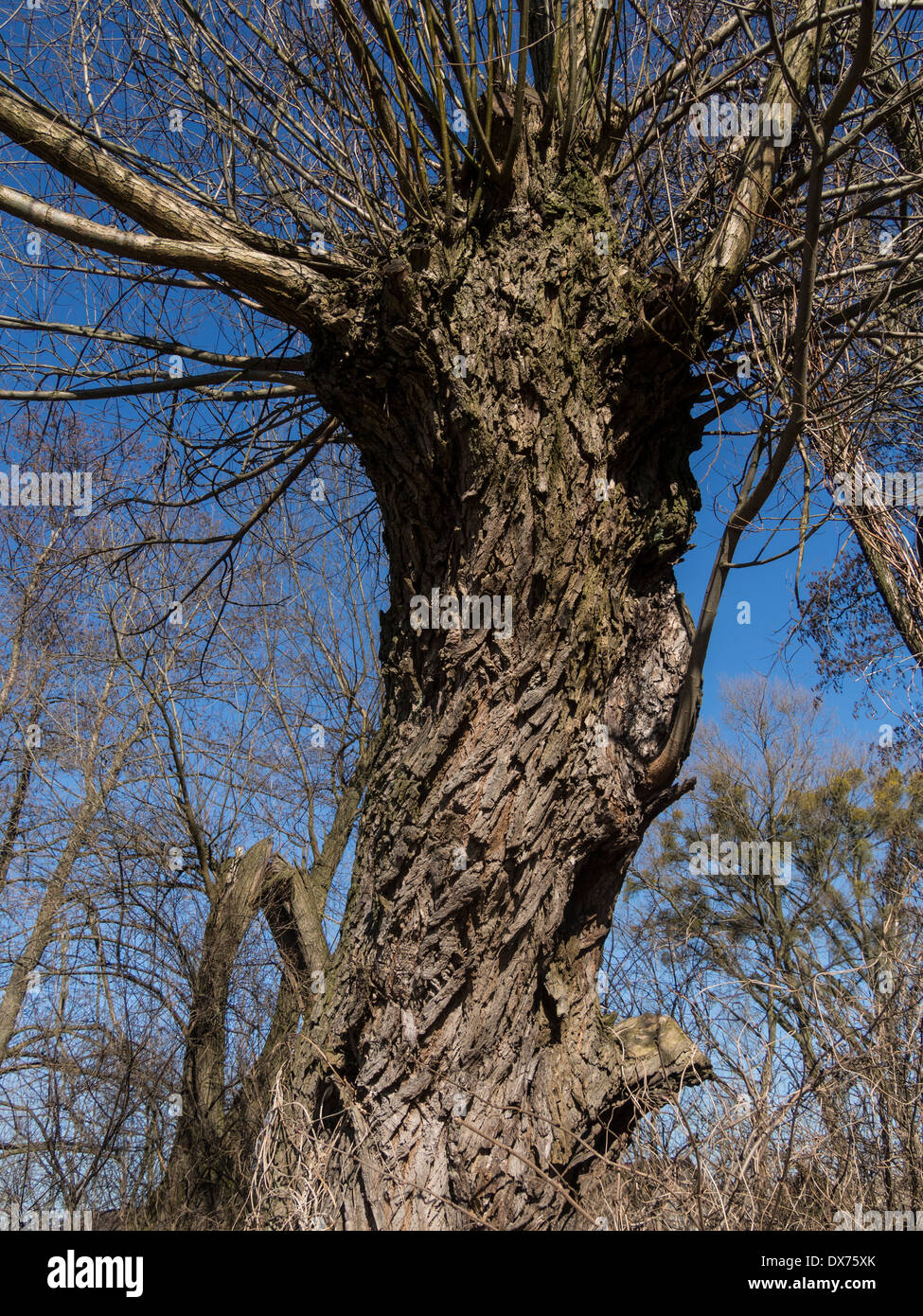 Rotten trees like dancing monsters Stock Photo - Alamy
