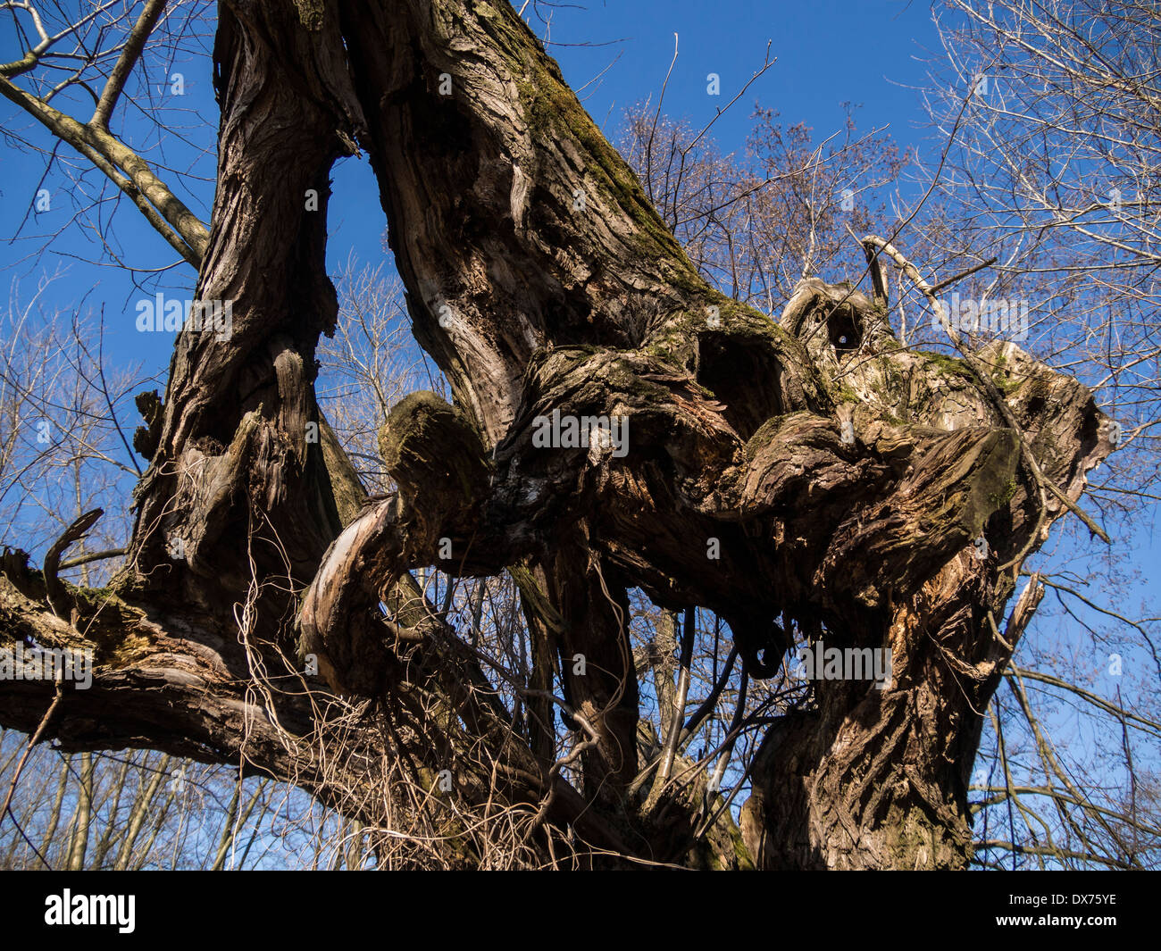 Ghost willow tree hi-res stock photography and images - Alamy