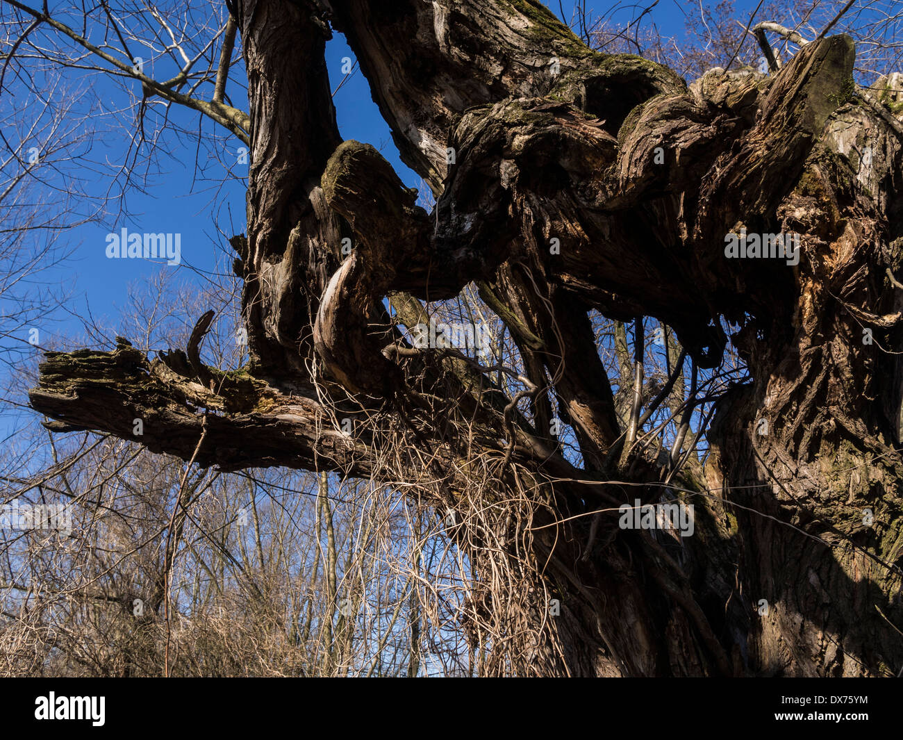 Ghost willow tree hi-res stock photography and images - Alamy