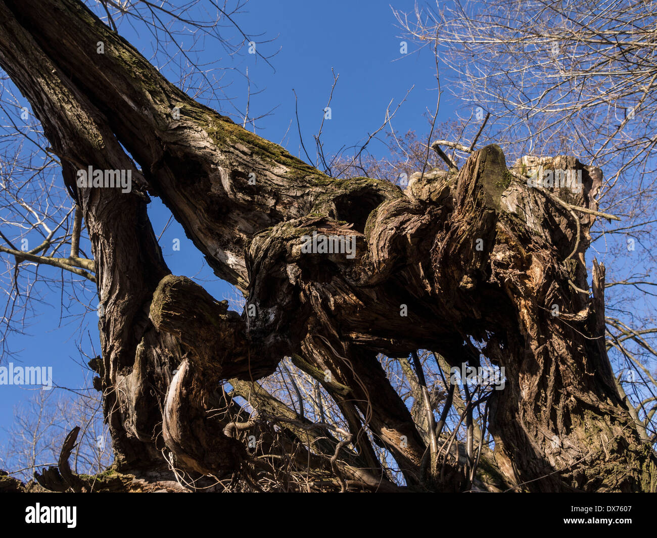 Ghost willow tree hi-res stock photography and images - Alamy